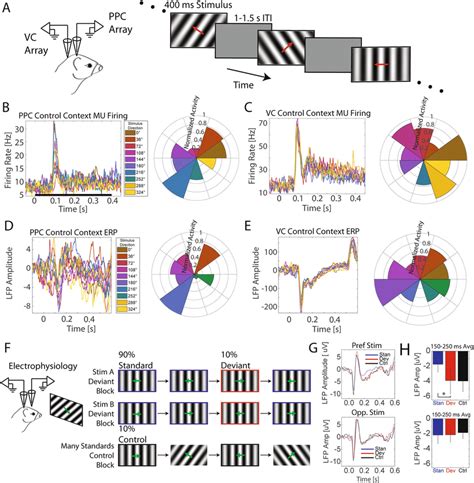 Posterior Parietal Cortex Ppc Multi Unit Firing Activity And
