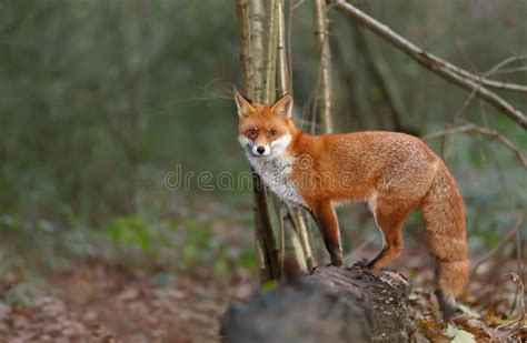 Red Fox Standing On Fallen Tree Logs In A Forest Stock Image Image Of