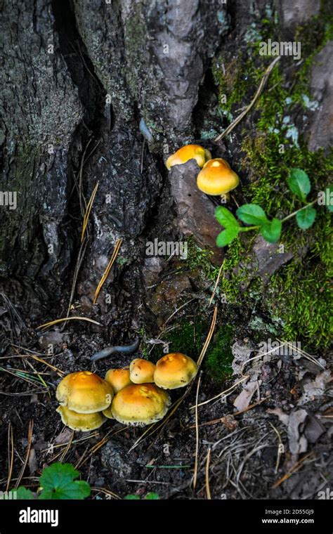 A Group Of Orange Mushrooms Growing On An Old Fallen Tree Trunk