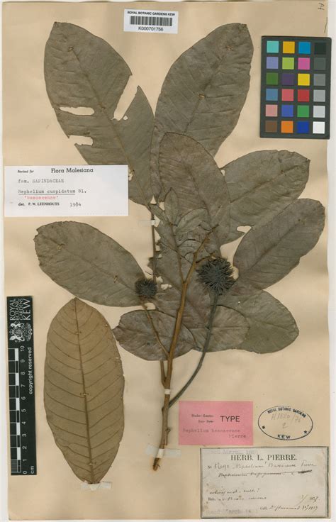 Nephelium Cuspidatum Var Bassacense Pierre Leenh Plants Of The