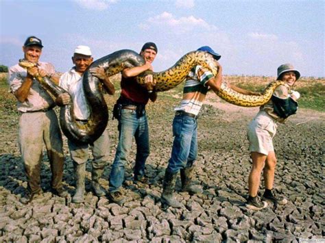 Green Anaconda Facts Description Habitat And Pictures