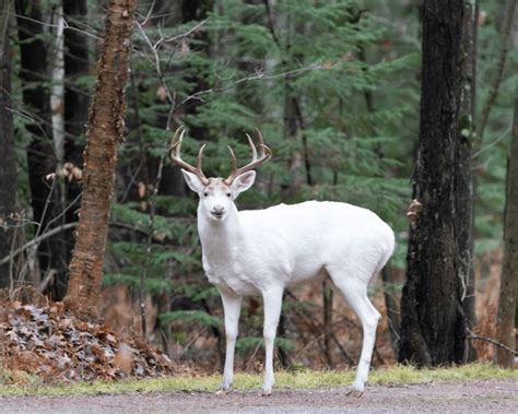 Albino Whitetail Deer Résultats 63 Dimages Libres De Droits De