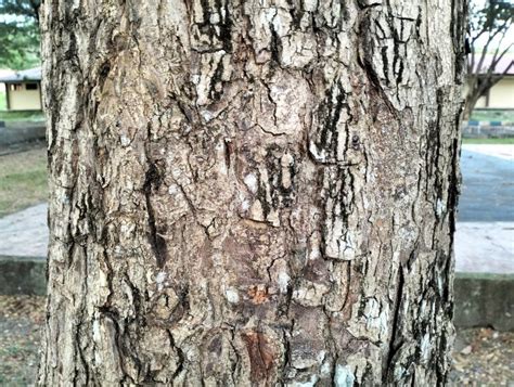 Texture Pattern Formed For The Rough Bark Of Huge Trees Pine Bark