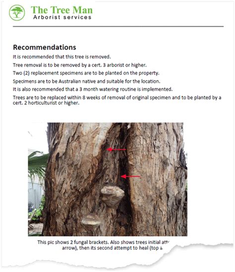 Arborist Reports Costs Examples And How To Get One
