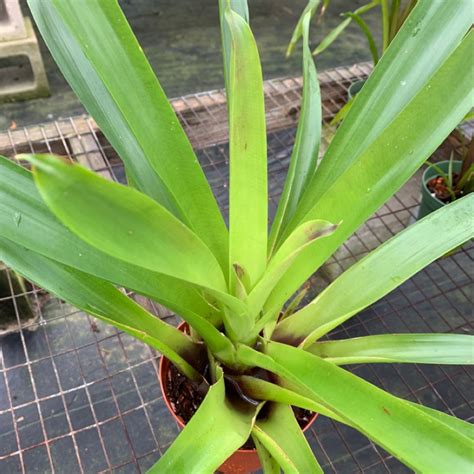 Bromeliads Vriesea Bird Rock Tropicals