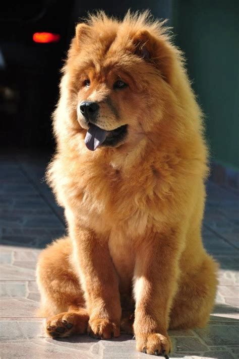 Chow Chow Raça De Cachorro Cachorro Lindos Filhotes De Cachorro