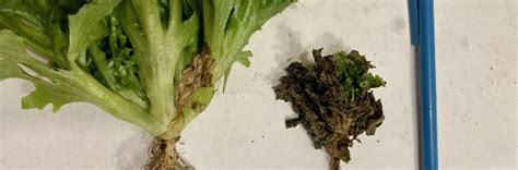 Strategies To Control Pythium Wilt Of Lettuce Salinas Valley Agriculture