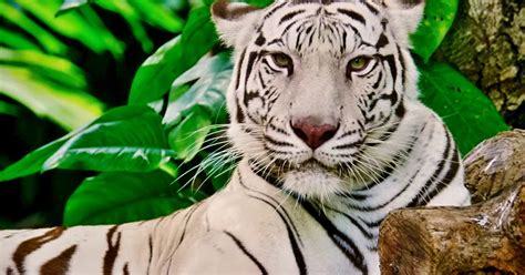 Iczn এর নিয়ম অনুসারে বর্ণ গোত্র গণ ও প্রজাতির নামকরণ 𝐖𝐨𝐧𝐝𝐞𝐫 𝐌𝐞𝐝𝐢𝐜𝐚𝐥