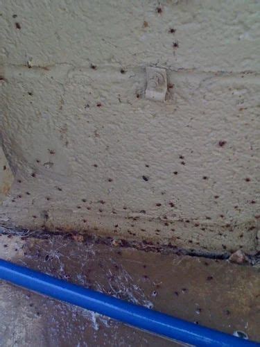 Tick Pest Control Services At Best Price In Thane By Pestcon Services