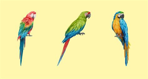 Personality Test Choose One Of The Parrots In This Image To Discover Your True Identity En