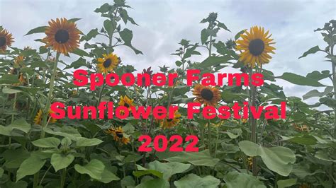 Spooner Farms Sunflower Festival 2022 Puyallup Youtube