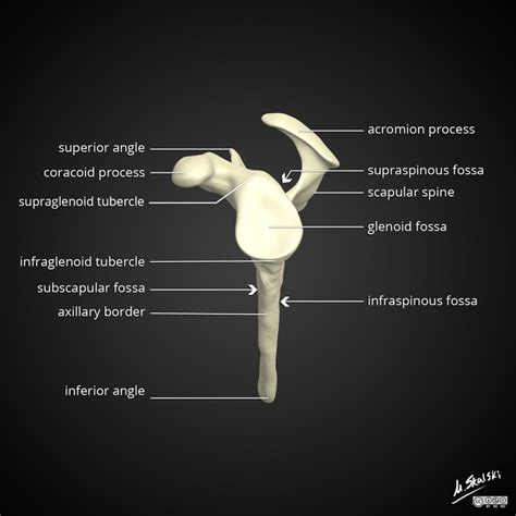 Spine Of Scapula Spinous Process