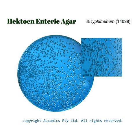 Hektoen Enteric Agar Ausamics