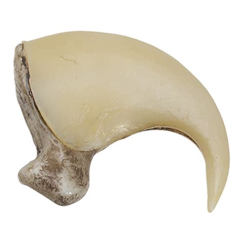 Replica Mountain Lion Claw For Sale — Skulls Unlimited International Inc