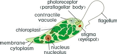 Euglena Diagram Stock Illustrations 104 Euglena Diagram Stock