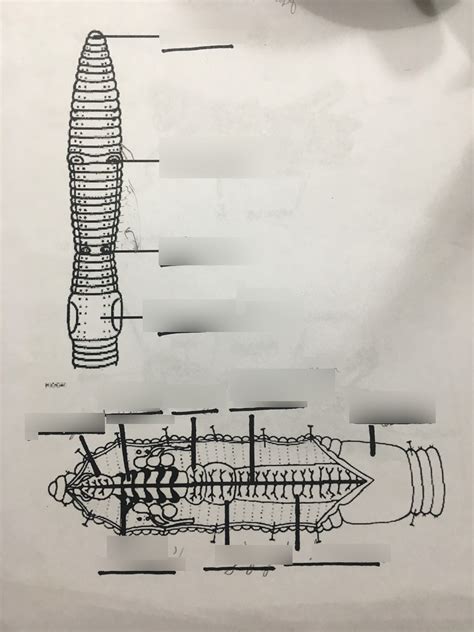 Worm Dissection Diagram Quizlet
