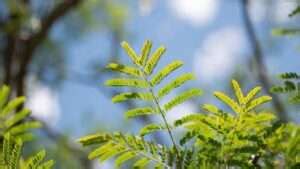 Chilean Mesquite Tree Complete Care Guide 2025