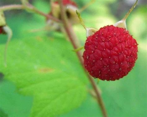 1 Thimbleberry Raspberry Thornless Starter Plant Zones 3 8 Etsy