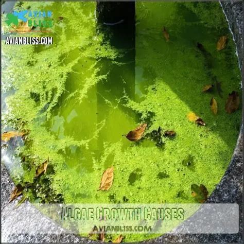 Bird Bath No Algae Growth Tips To Keep It Clean And Healthy