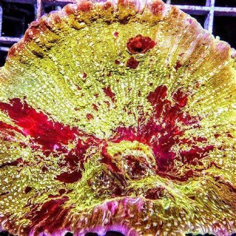 Rainbow Chalice And Metallic Gold And Red Oxypora Bowl Chalice Reef2reef