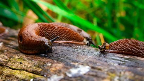 Where Does Slugs Come From Explora Madeira