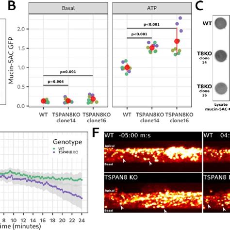 Syntaxin 2 In Necessary For Mucin 5ac Secretion A Optical Planes Of A