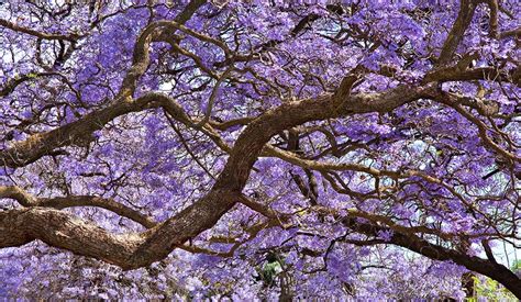 Jacaranda Time By Carol Shamon Carols Substack