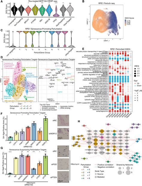 Single Cell Senescence Identification Reveals Senescence Heterogeneity