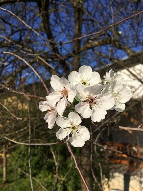 Jesenska Cvatnja Voćaka Voćarstvo