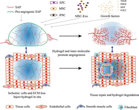 Self Assembling Peptide Based Hydrogels In Angiogenesis Ijn
