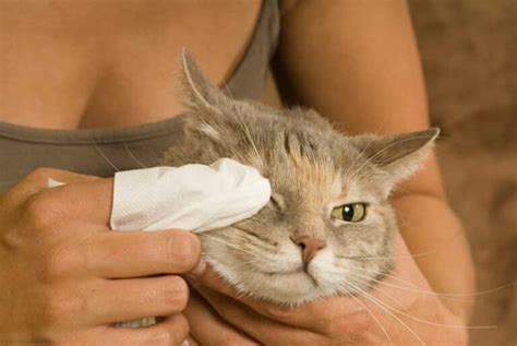 Will Cat Conjunctivitis Go Away By Itself Vet Verified Facts And Info Catster