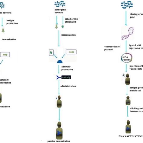 Pictorial Representation Of Active Immunization Passive Immunization