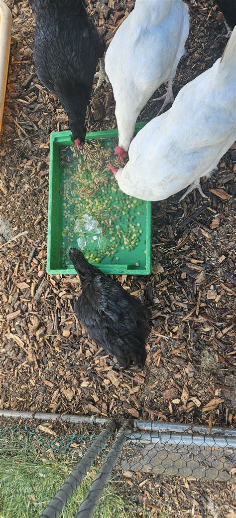 Bedfield Church Of England Primary School