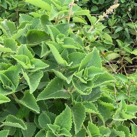 Organic Cuban Oregano Plant Plectranthus Amboinicus Seeds Etsy