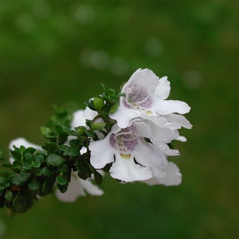 Prostanthera Cuneata