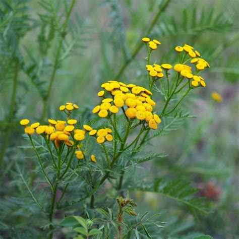 Tansy Tanacetum Vulgare Stock Image Image Of Tansy 75574689