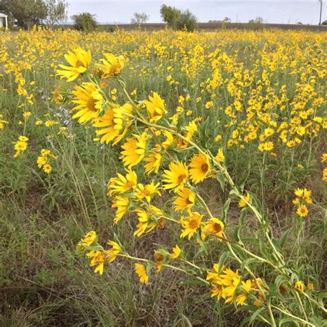 Syngenta Touchdown Herbicide 1 Ltr At ₹ 710 Litre Agriculture