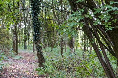 A Woodland Copse What Is It And What Might We Find In It Cumbria