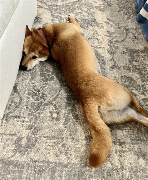 Totally Normal Dog Rshiba