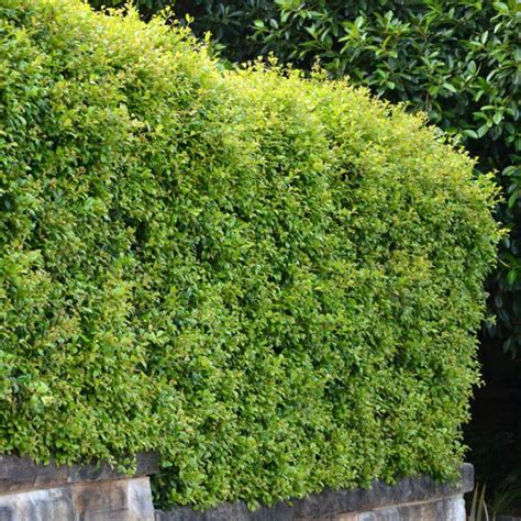 Lilly Pilly Select The Plant Hub