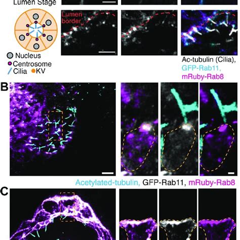 Characterization Of Rab8 Rab11 And Rab35 Localization During Kv Cilia