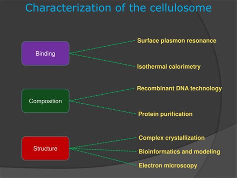 Ppt The Cellulosome Powerpoint Presentation Free Download Id1603888