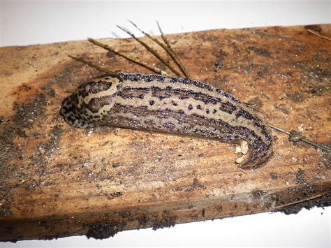 Simply Self Sufficiency Tree Cutting Day