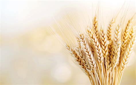 Curiosidades De La Cebada Cereales Angora