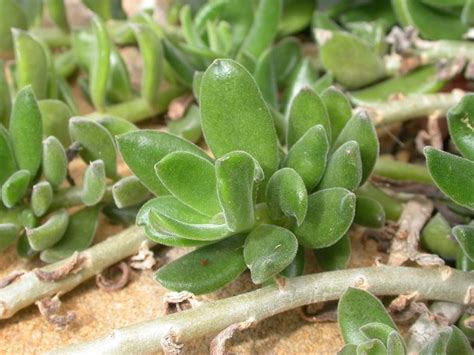 Kleinia Implexa Alchetron The Free Social Encyclopedia