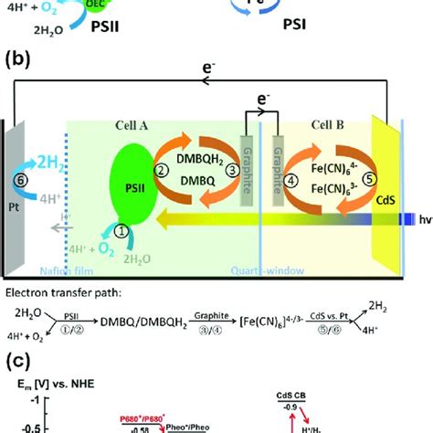 A Cds Based Two Electrode Pec Cell For H 2 Production A Schematic Of