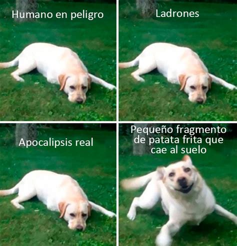 15 Divertidos Memes De Perritos Que Merecen Ser Compartidos