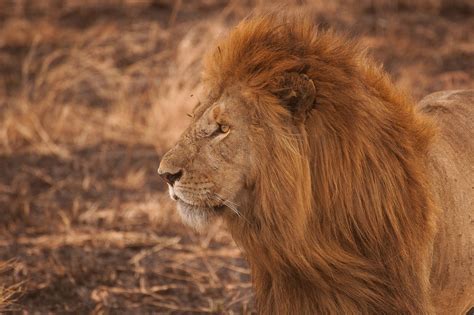 Download Majestic Roar Of Simba In The Lion King Wallpaper