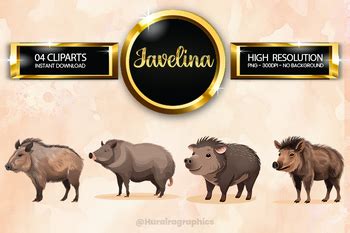 Javelina Clipart Bundle 04 Variations By Hurairagraphics Tpt