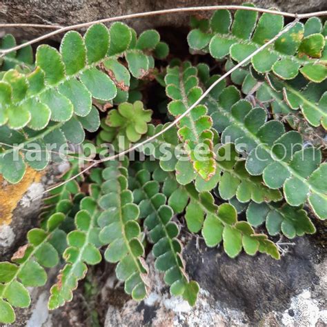 Asplenium Ceterach Buy Seeds At